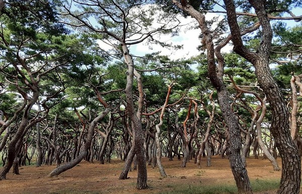소나무숲의 미래 관리방안 모색