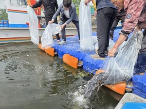 평택시, 뱀장어 치어 8만 9천 마리 방류